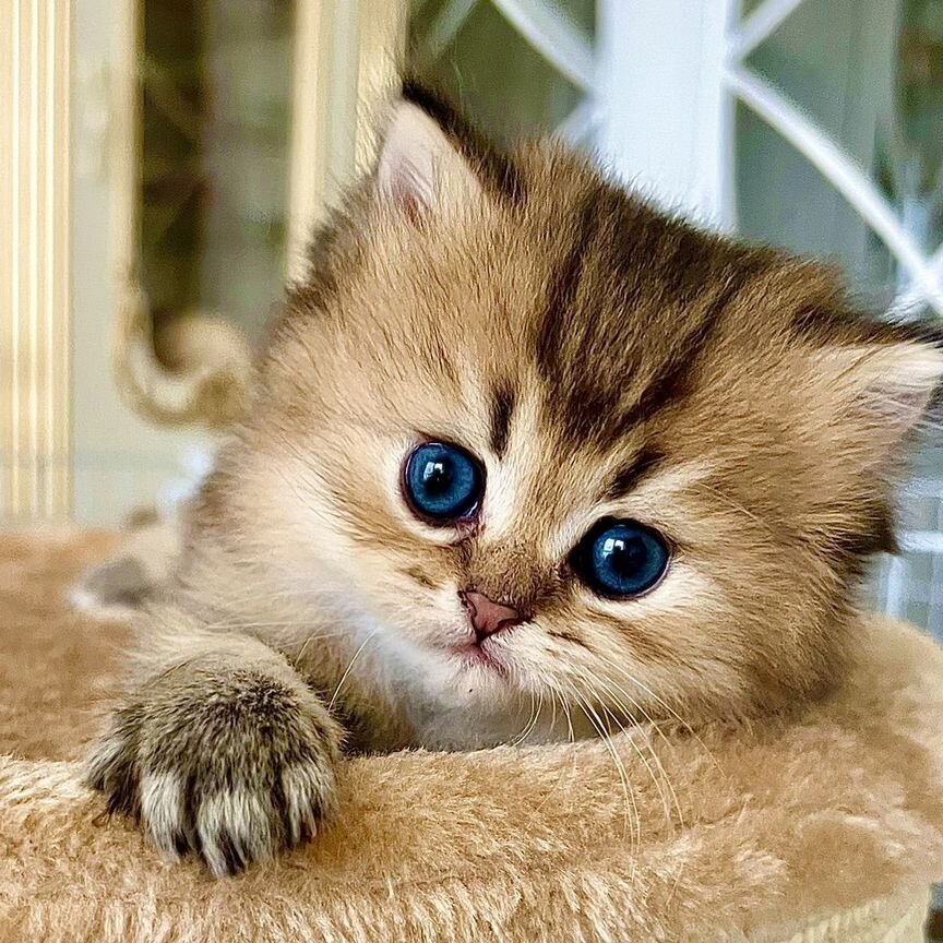 Британский длинношёрстный котёнок