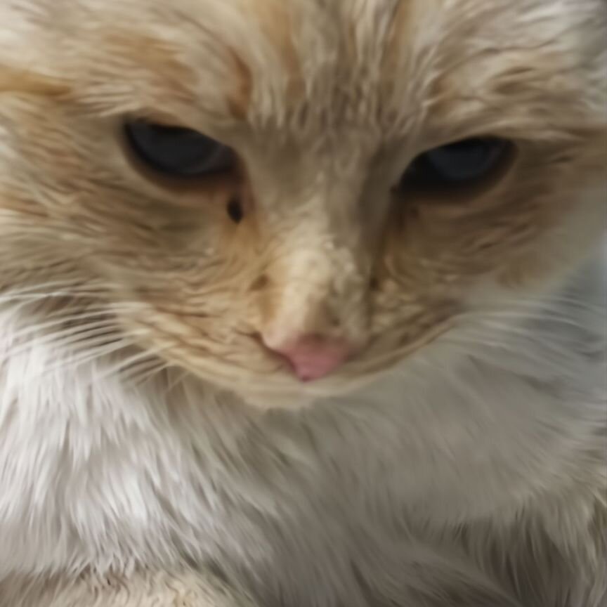 Взрослый кот в добрые руки