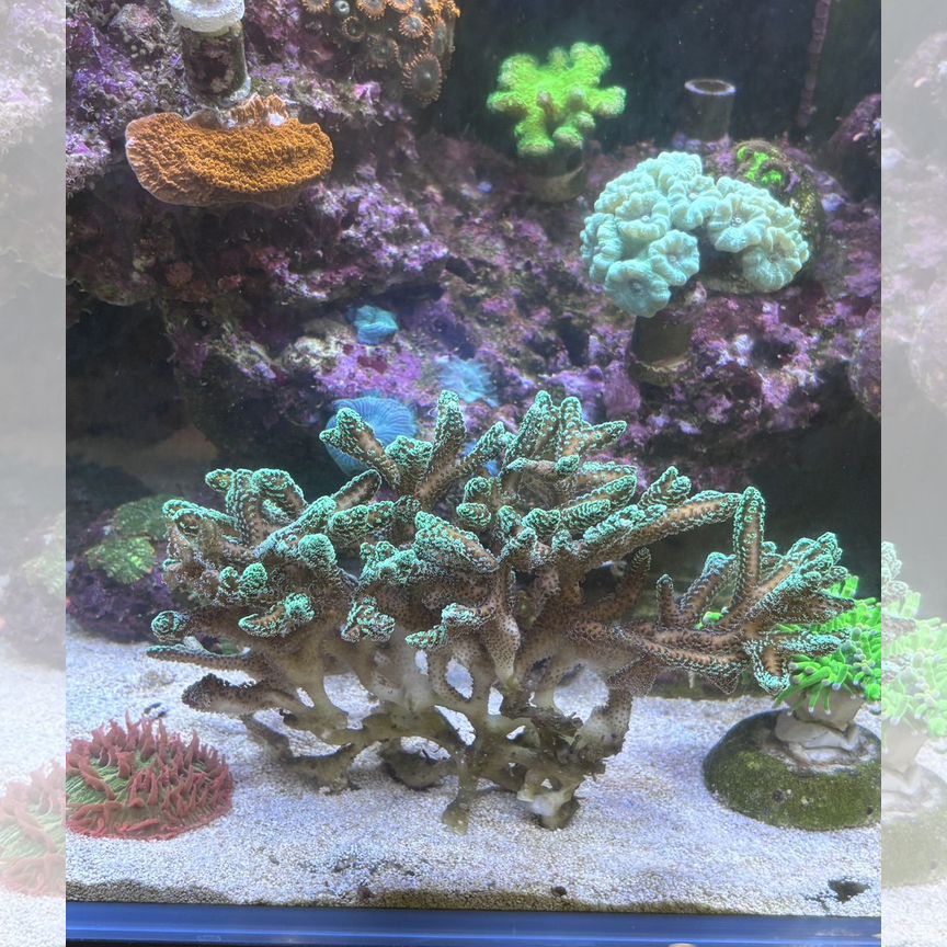 Кораллы для морского аквариума