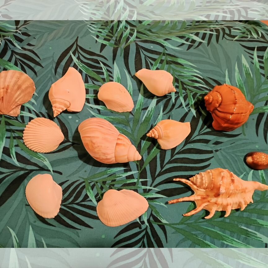 Ракушки для аквариума или декора