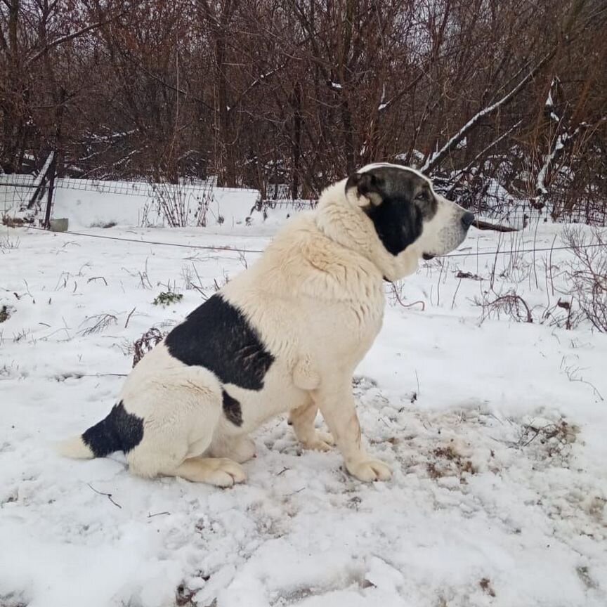 Алабай в добрые руки