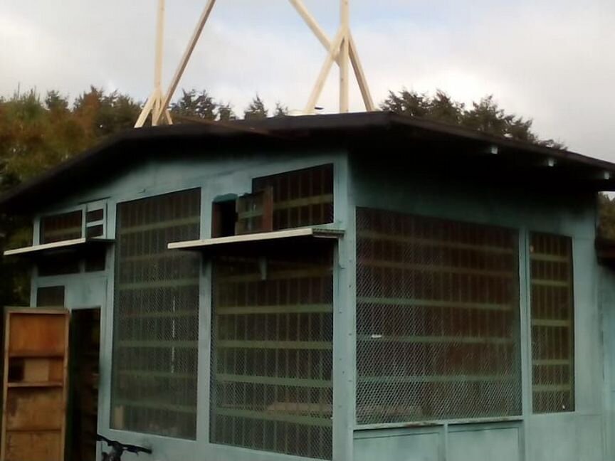 Голуби для гона