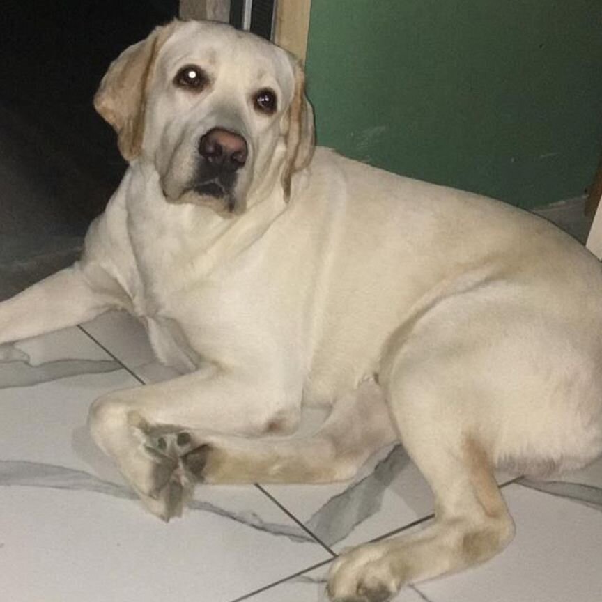 Лабрадор-ретривер, взрослый пёс