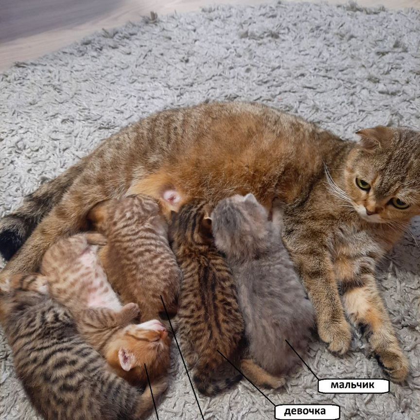 Продам котят шотландские