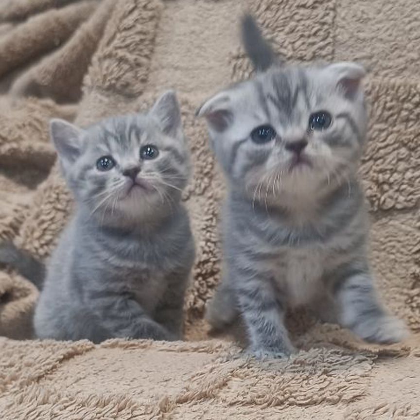 Британский короткошёрстный котёнок