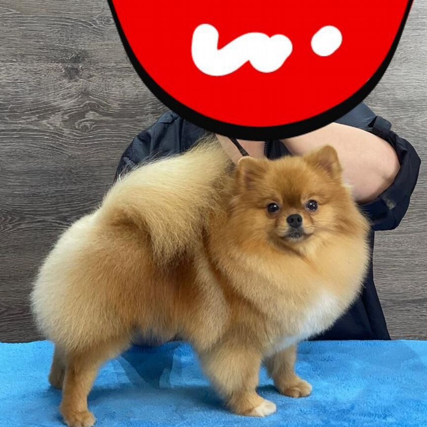 Померанский шпиц, щенок