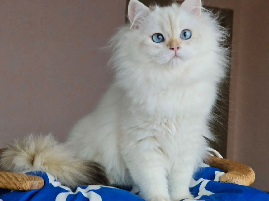 Золотая шиншилла пойнт девочка