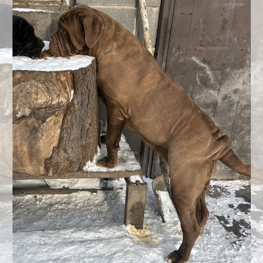 Неаполитанский мастиф, щенок