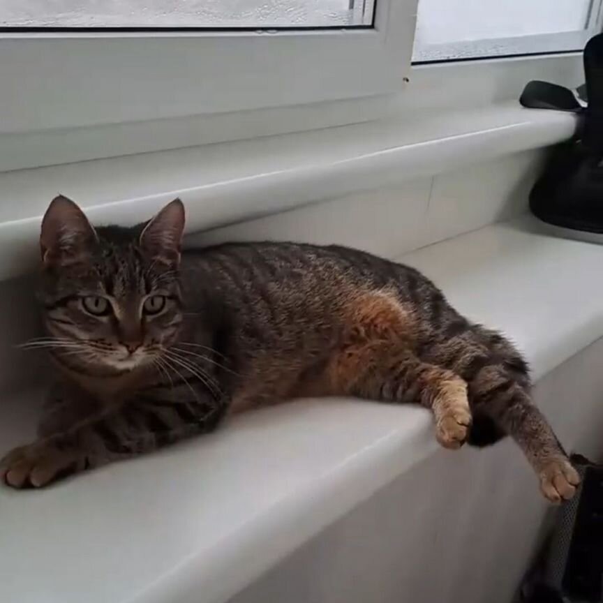Кошечка в добрые руки