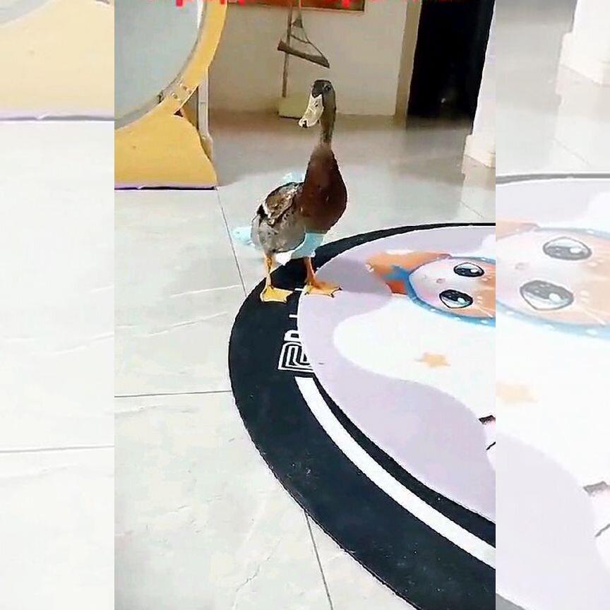 Цыплята суточные несушки