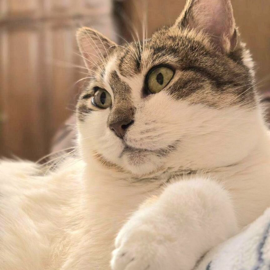 Подружит всех кошек