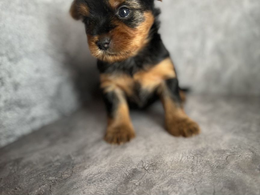Йоркширский терьер щенки стандарт девочки