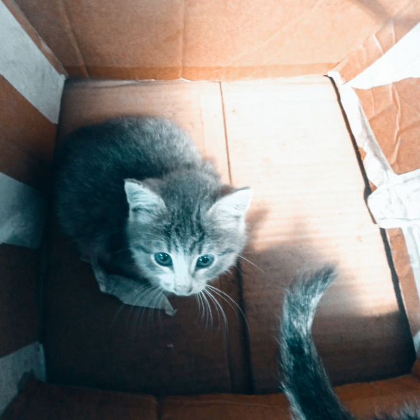Котята