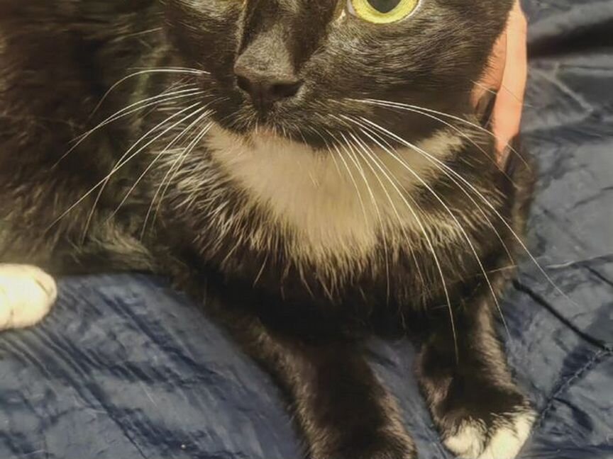 Отдам красавицу в добрые руки