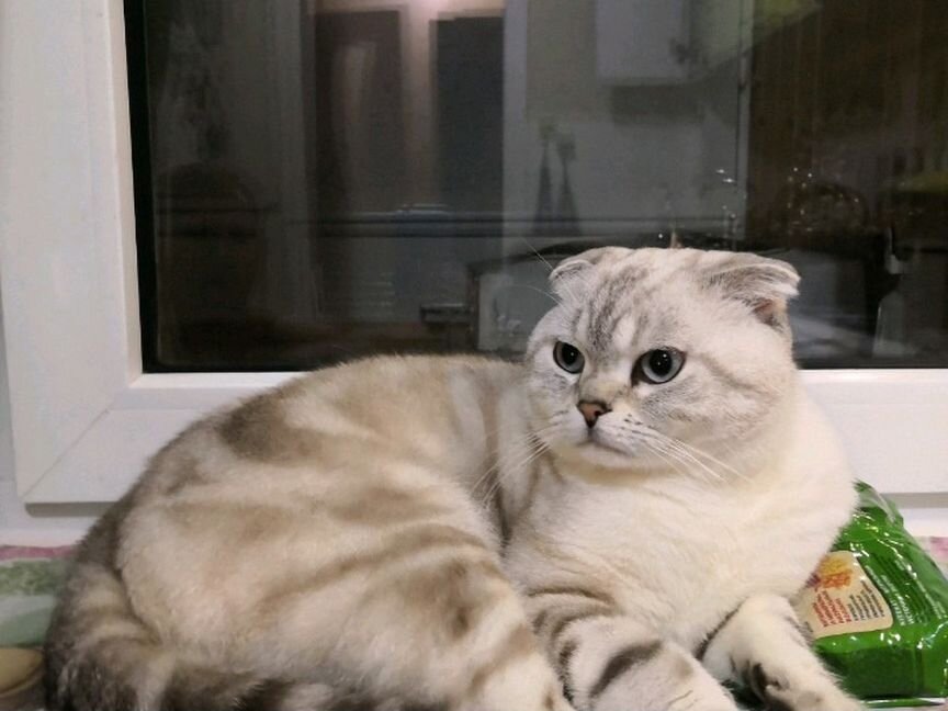 Кот на вязку