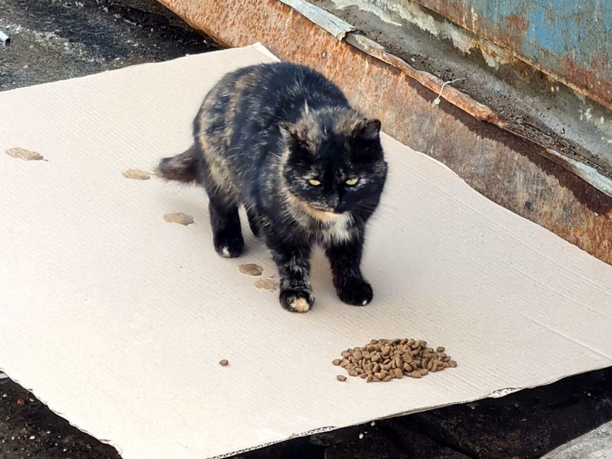 Кошка ищет дом