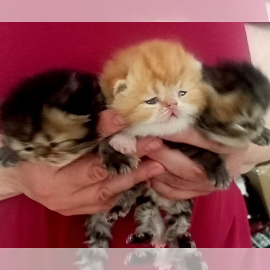 Экзотический короткошёрстный котёнок