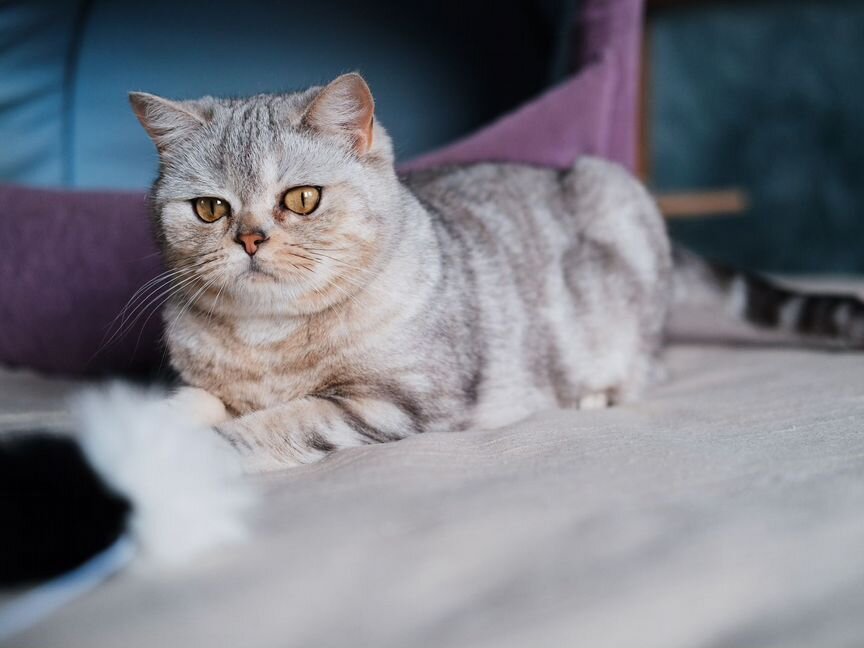 Ласковая кошечка серебряная шиншила в добрые руки