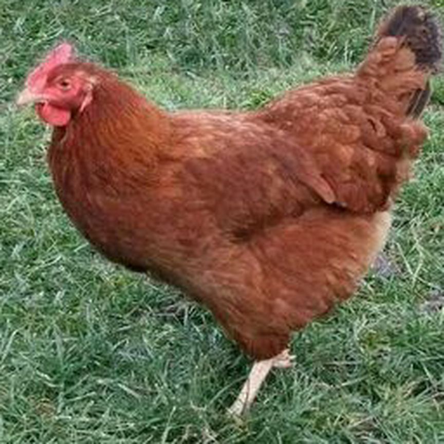 Куры несушки