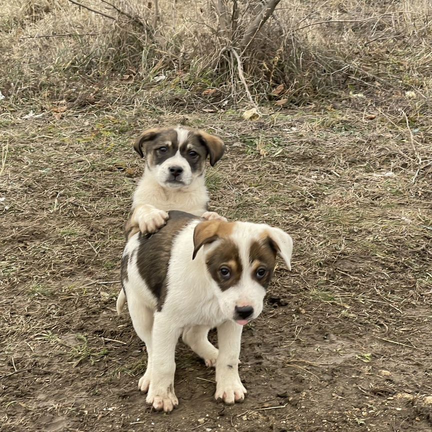 Щенки для людей с доброй душой