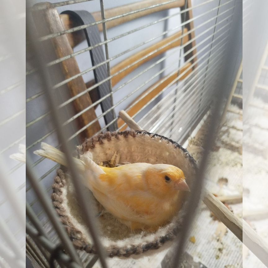 Канарейка самка