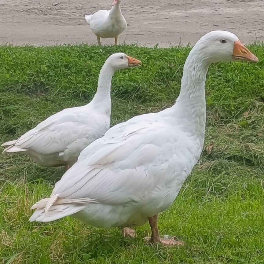 Гуси и индоутки