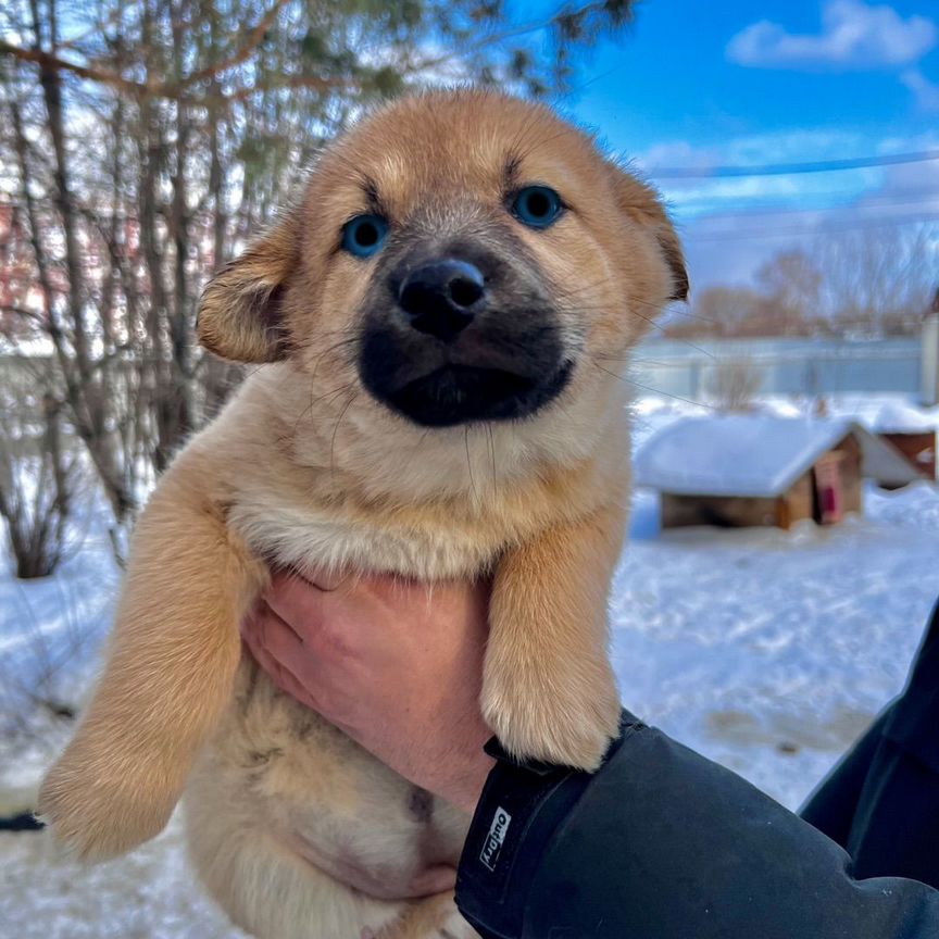 Щенок девочка Моделька бесплатно