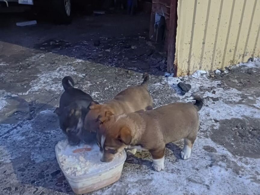 Собака в добрые руки щенята