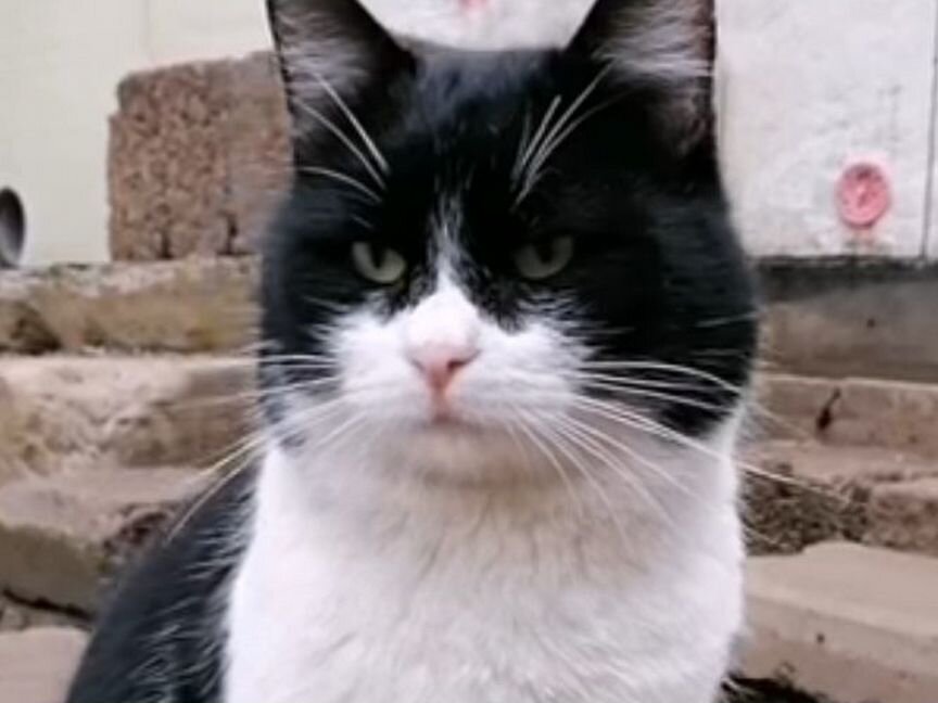 Кот живёт на улице