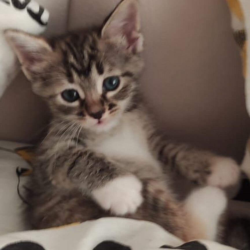 Кошечка в добрые руки