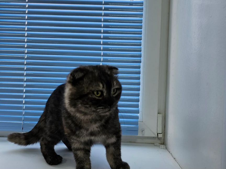 Шотландский вислоухий кот