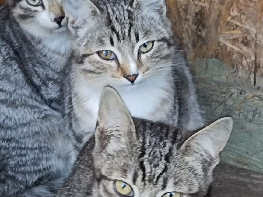 Котята подростки в добрые руки