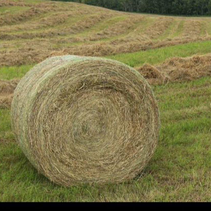 Продам сено в рулонах