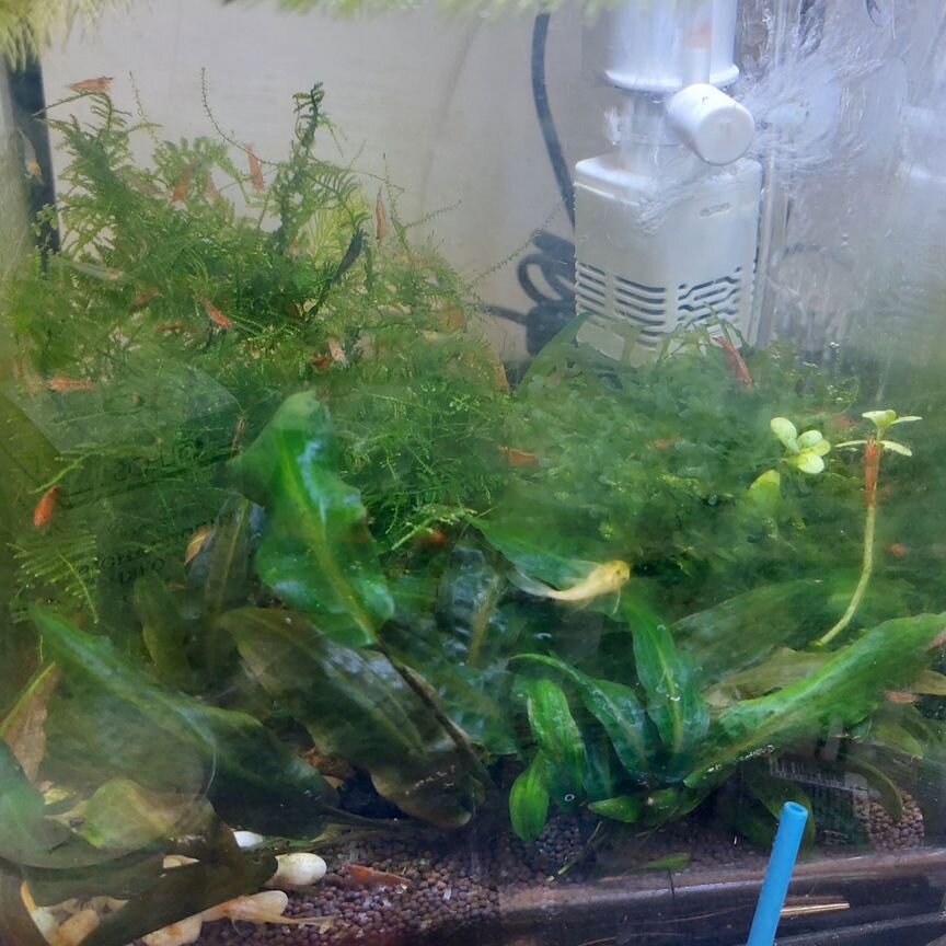 Аквариумные рыбки креветки