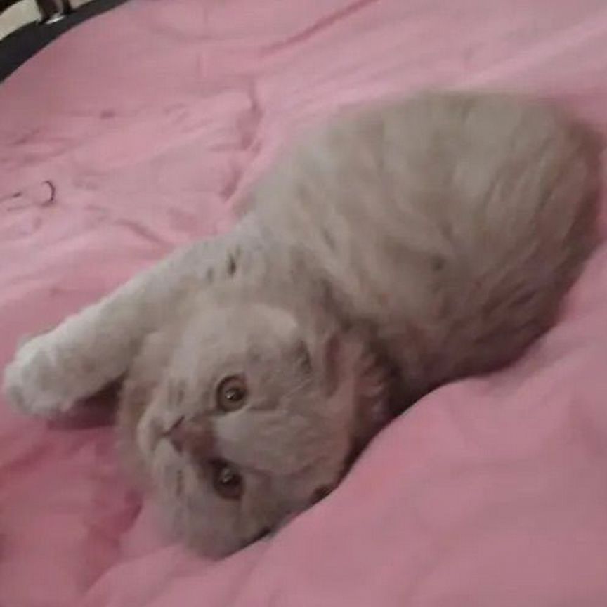 Шотландский вислоухий длинношёрстный котёнок