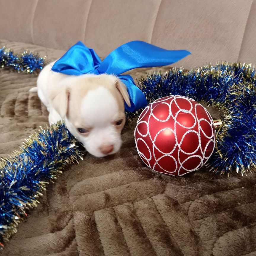 Щенки чихуахуа