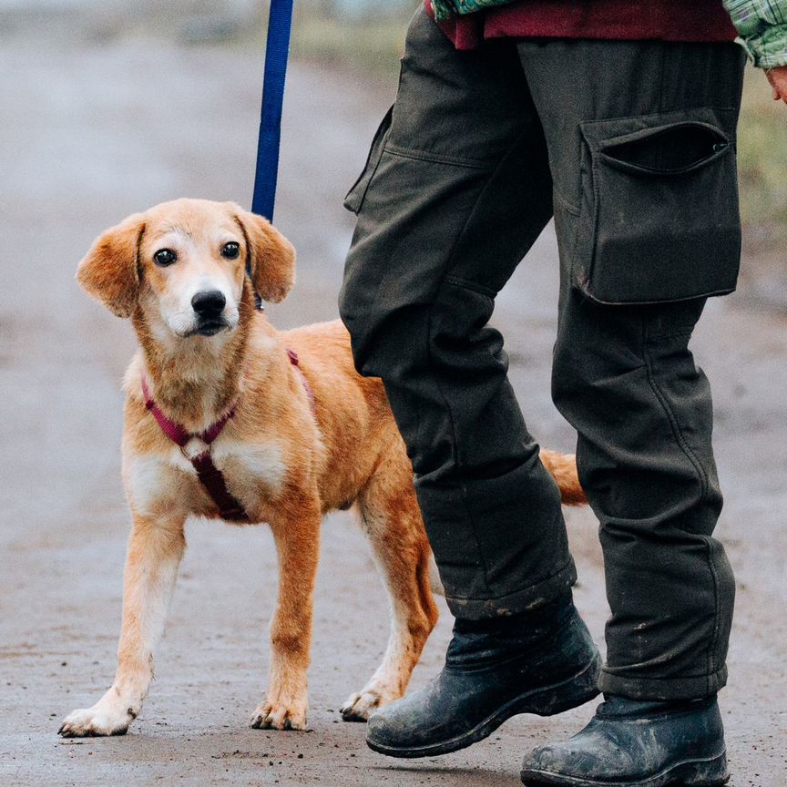 Щенок в добрые руки