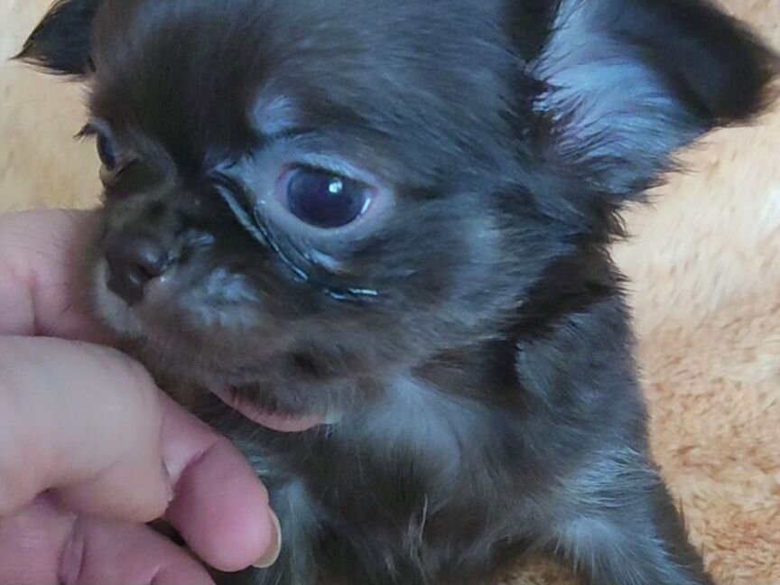 Чиходетки РКФ