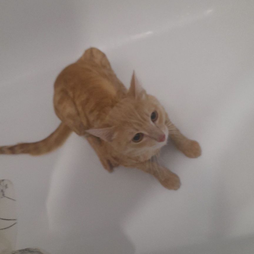 Котик рыжик