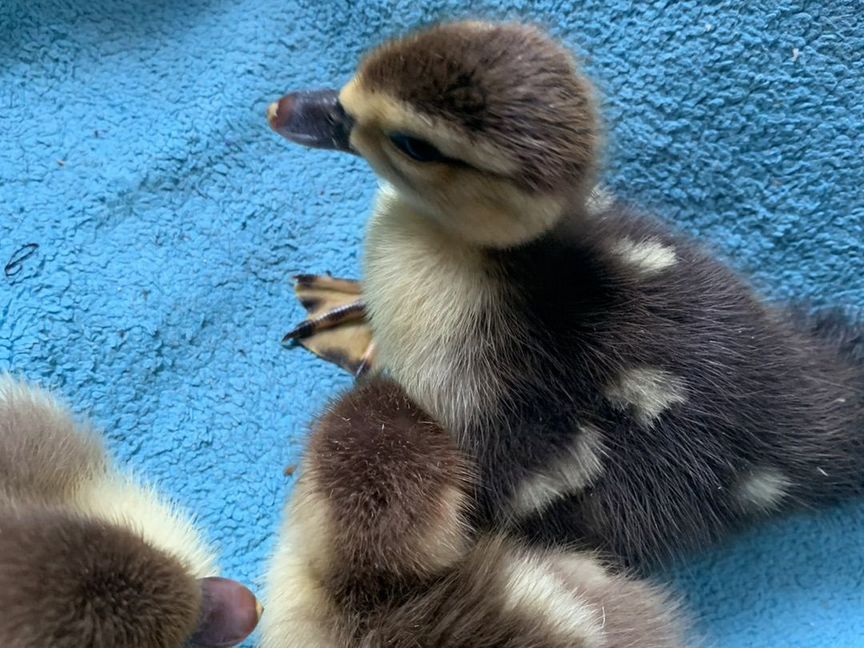 Утята шипуны суточные и недельные