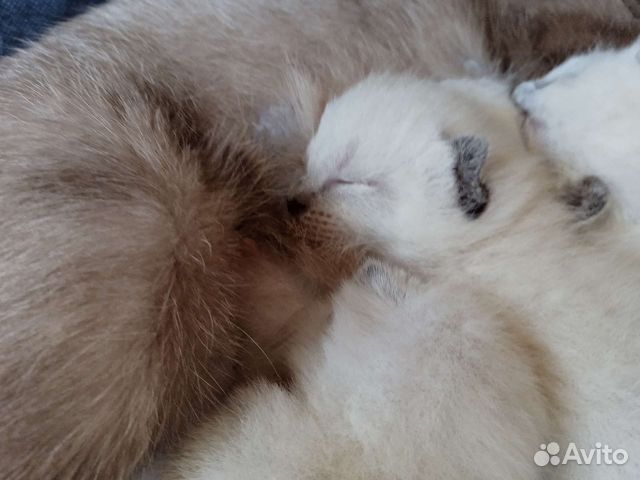 Тайские котята