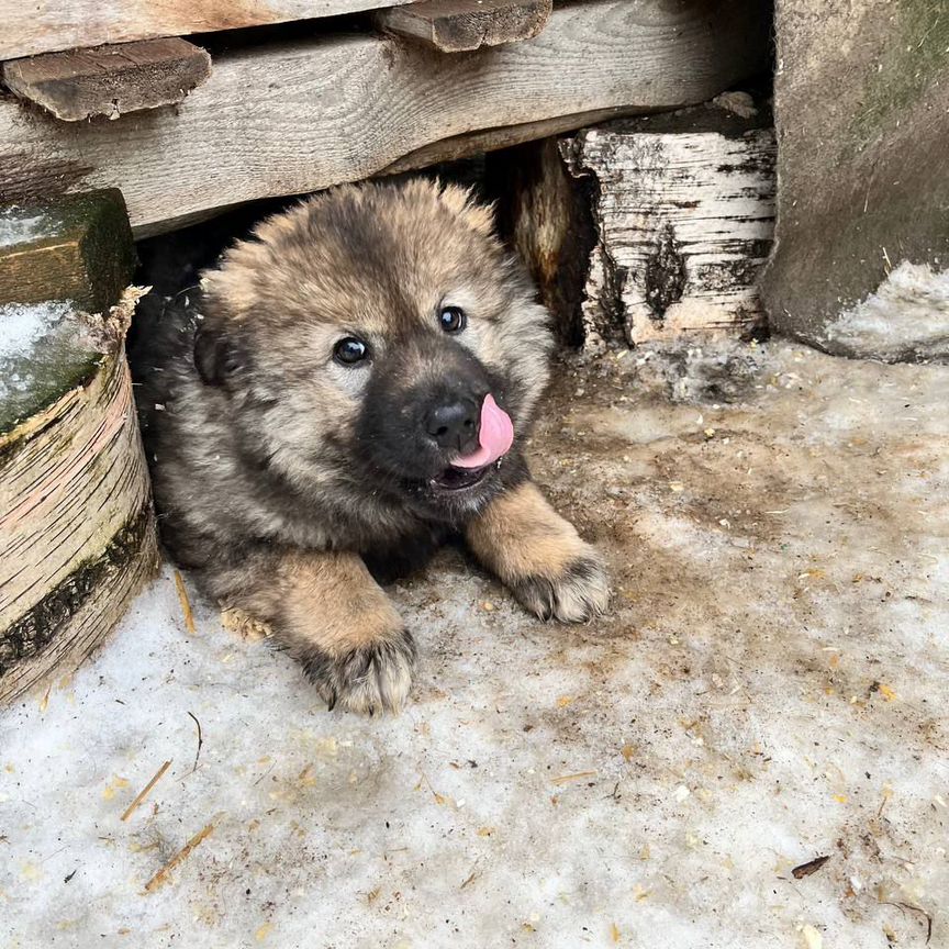 Щенок