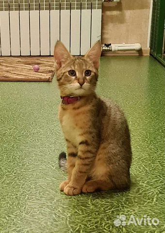 Кошка чаузи ф1