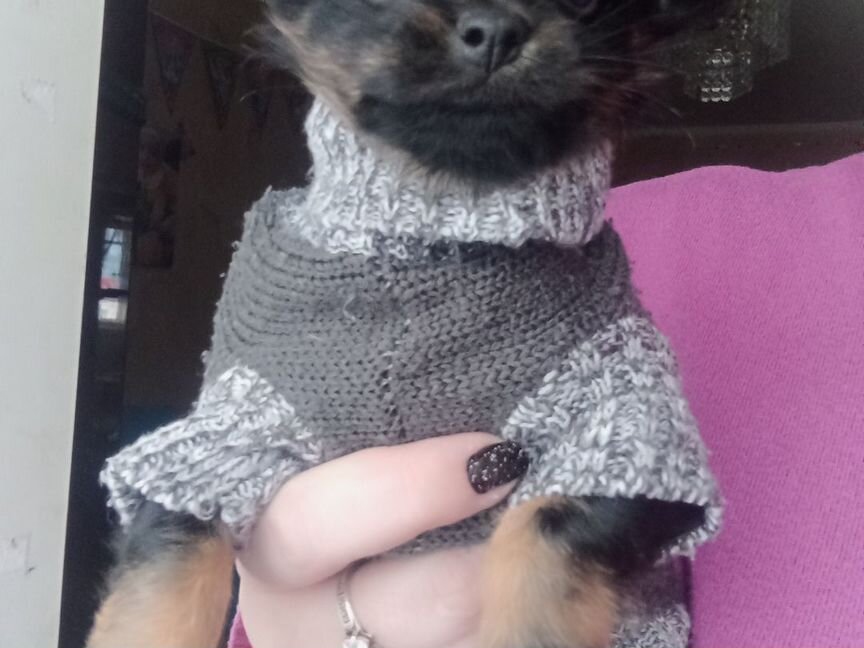 Той терьер щенок собака