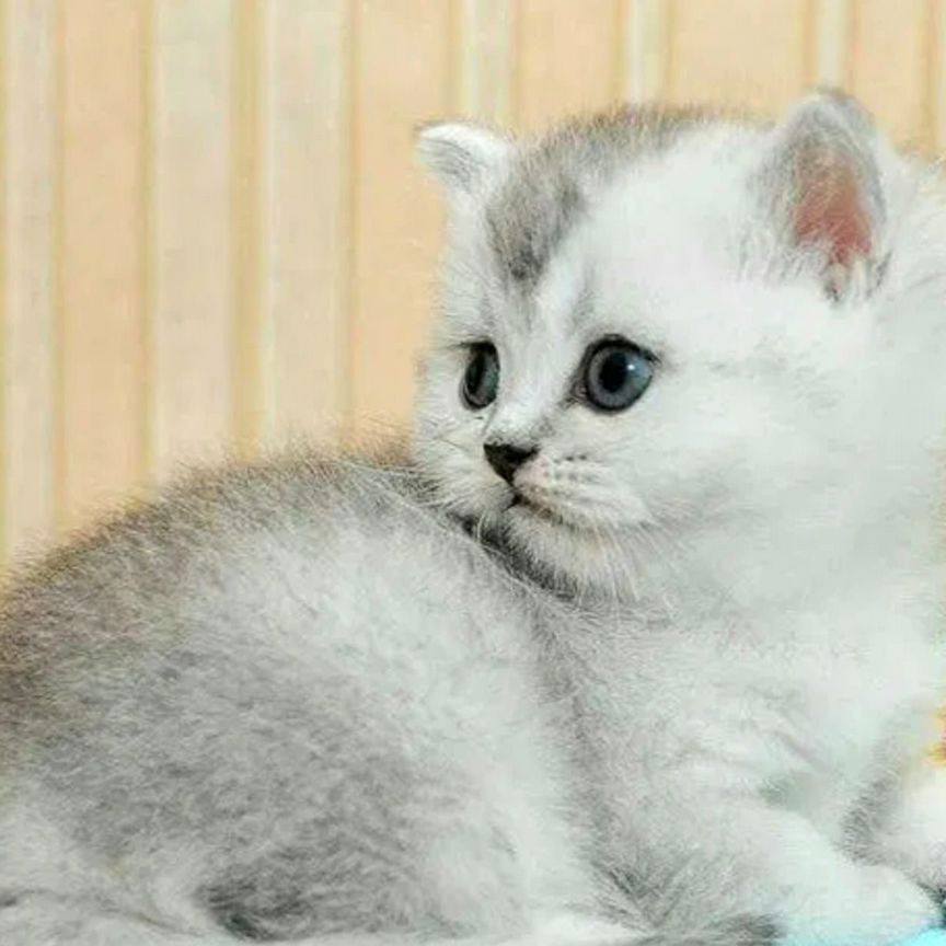 Серебристые Шиншиллы