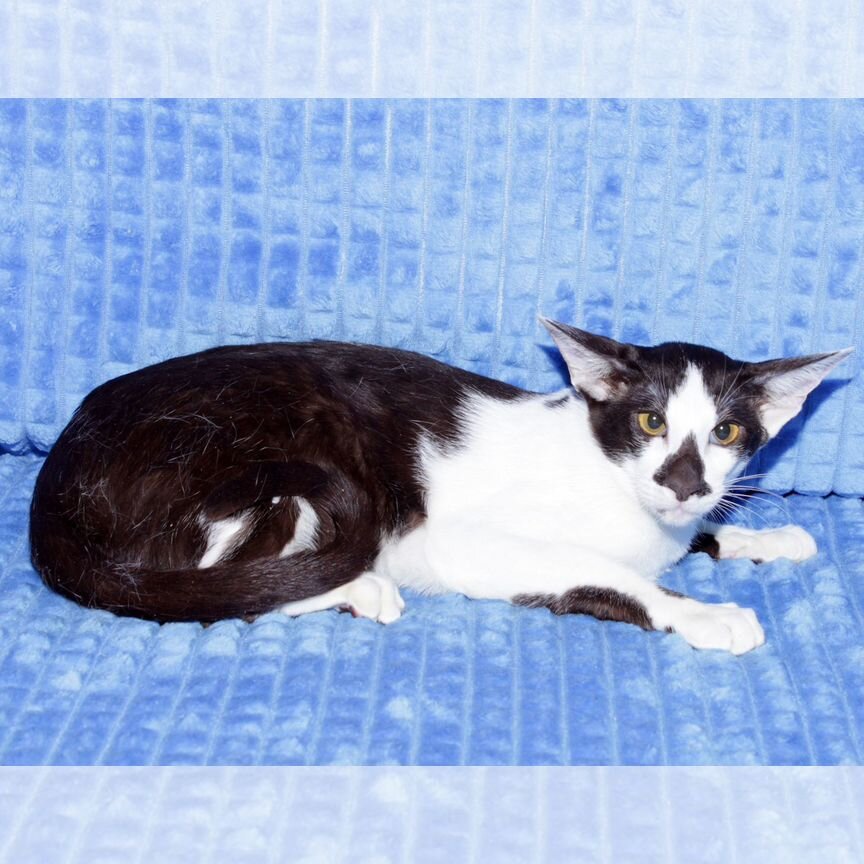 Ориентальная, взрослая кошка