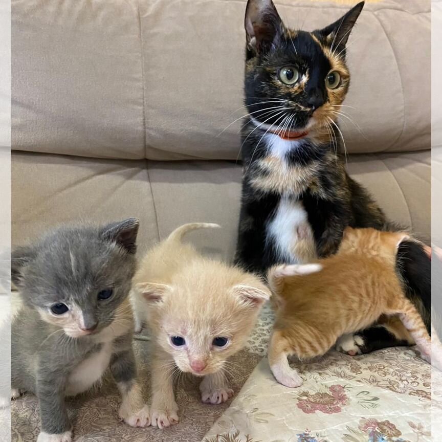 Котёнок в добрые руки