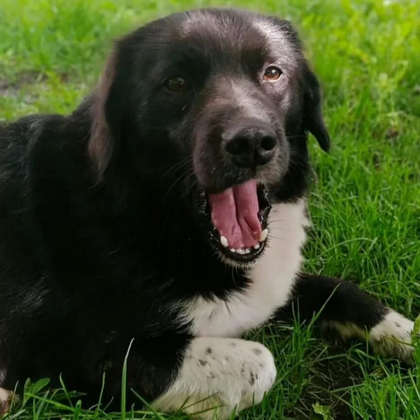 Лабрадор-ретривер, взрослый пёс