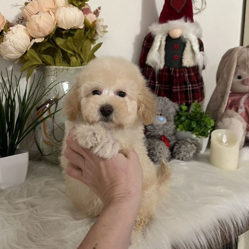 Той-пудель мальчик