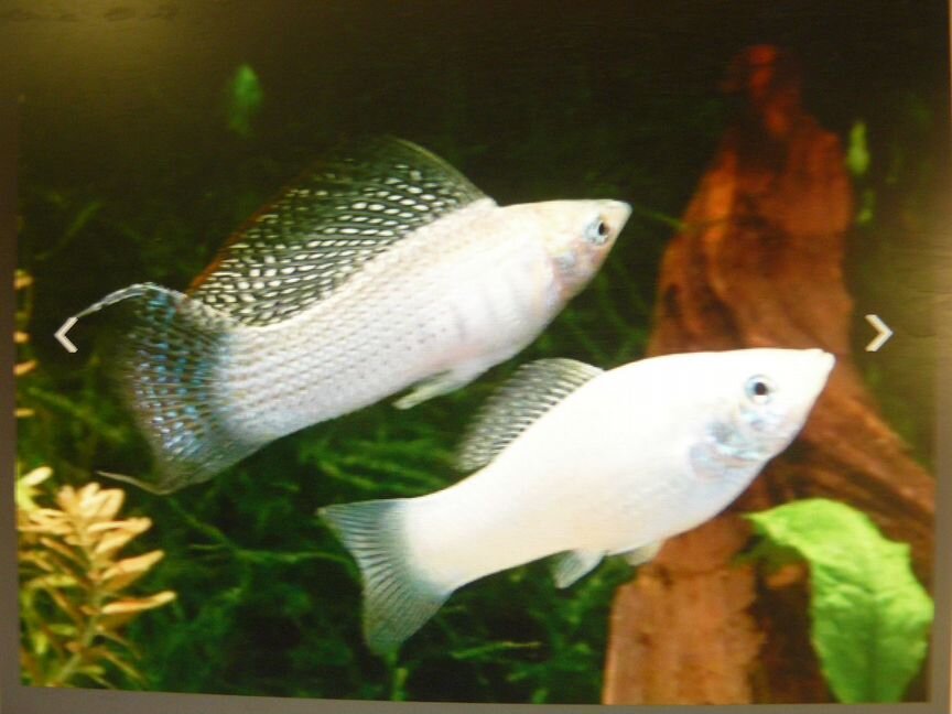 Аквариумные рыбки